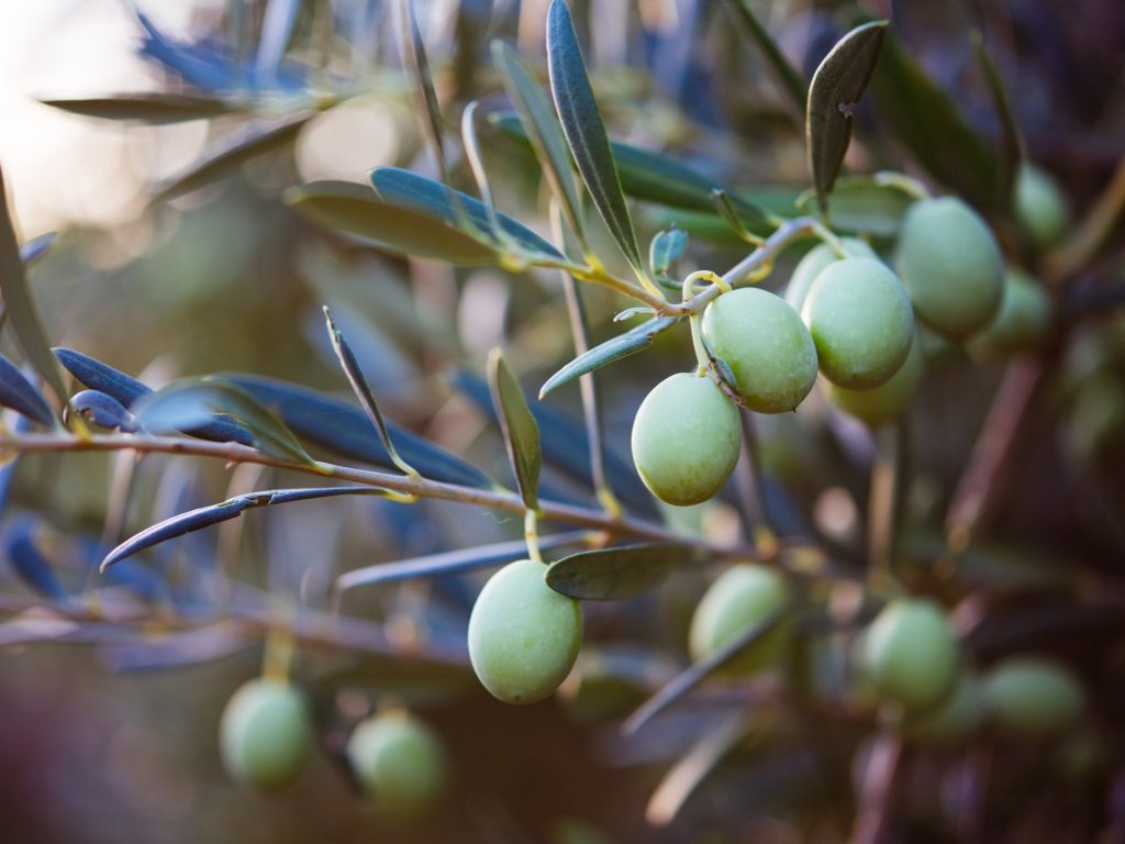 Masline poklekle pred surovom hercegovačkom klimom- manje posla za ...