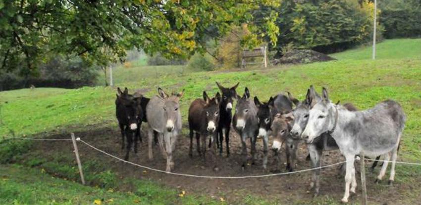 Perspektiva u uzgoju magaraca- kilogram sira i po 1.000 evra ...