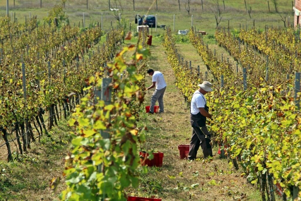 Počela berba žilavke u Carskim vinogradima Podruma „Vukoje“ – grožđe i ove godine vrhunskog ...