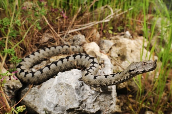 Trebinjku na kućnom pragu ujeo poskok | Hercegovina Press